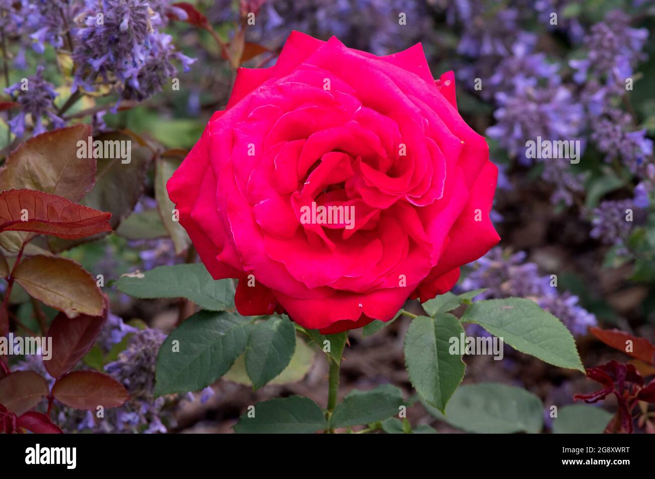 Cherry red blooms hi-res stock photography and images - Alamy
