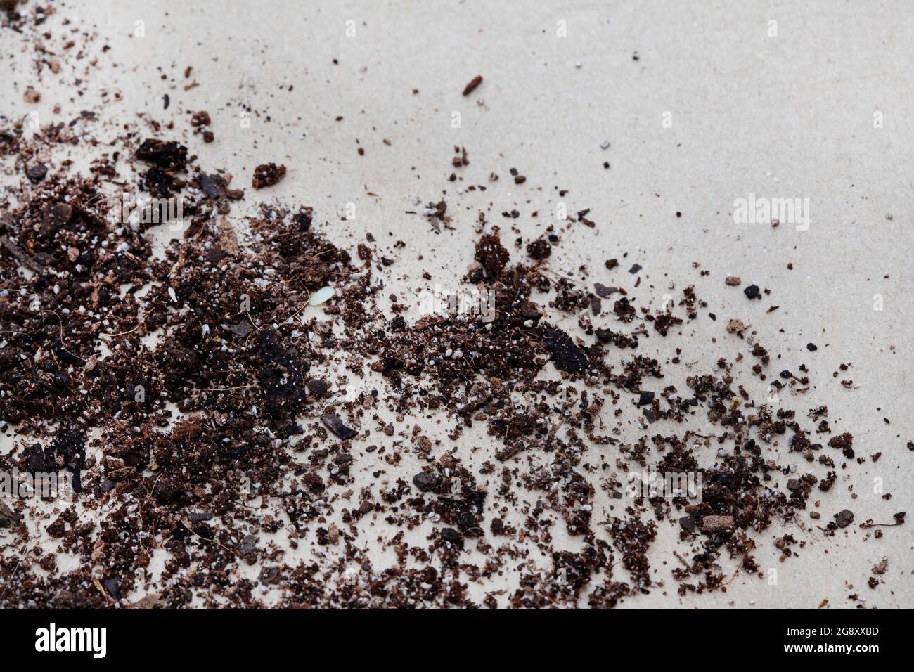 potting soil sprinkled on cardboard Stock Photo - Alamy