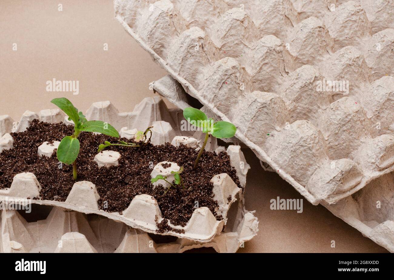 egg cartons being used as seedling planters Stock Photo - Alamy
