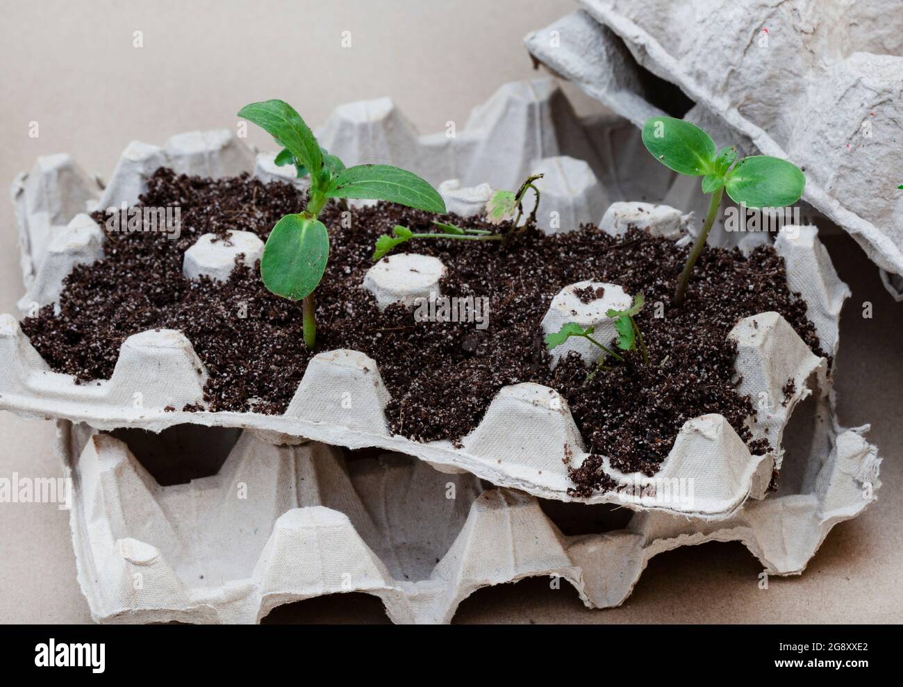 egg cartons being used as seedling planters Stock Photo - Alamy