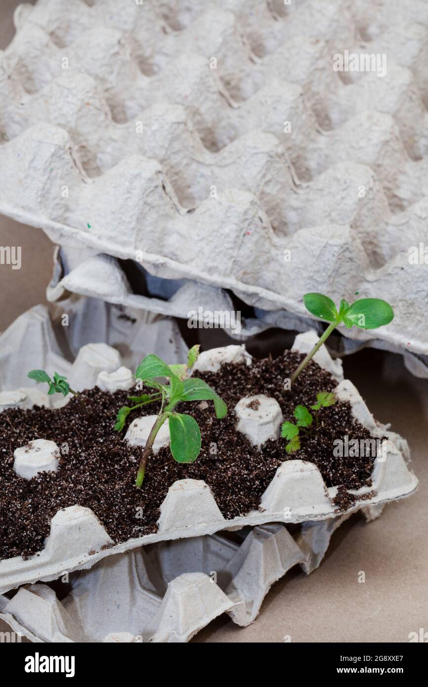 Planters box hi-res stock photography and images - Alamy