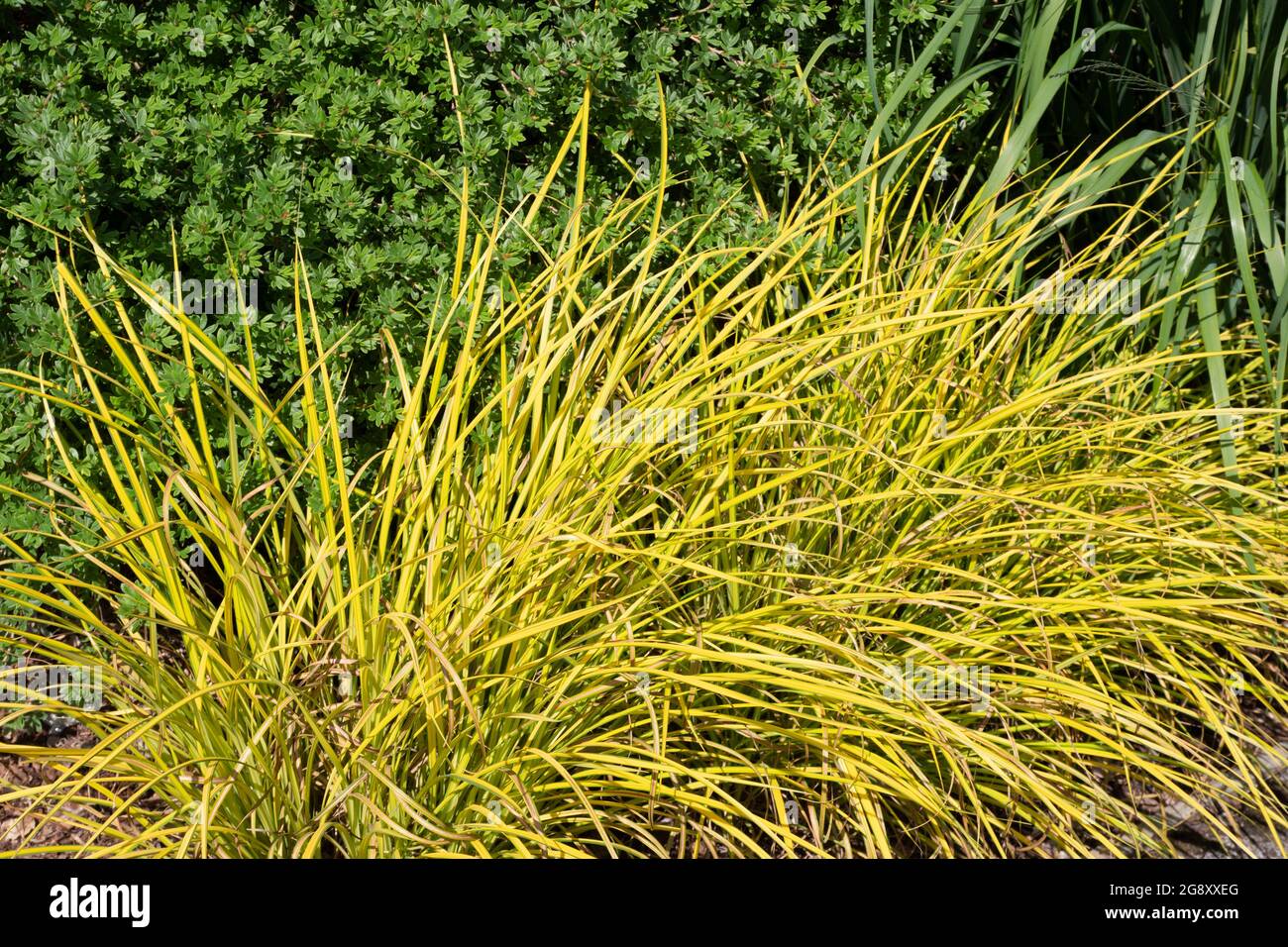 Carex Elata Aurea High Resolution Stock Photography and Images - Alamy