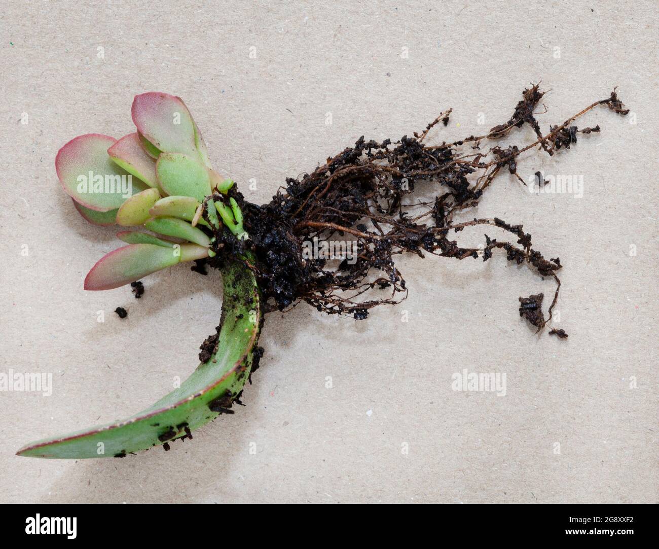 succulents rooting and propagating from leaves Stock Photo - Alamy