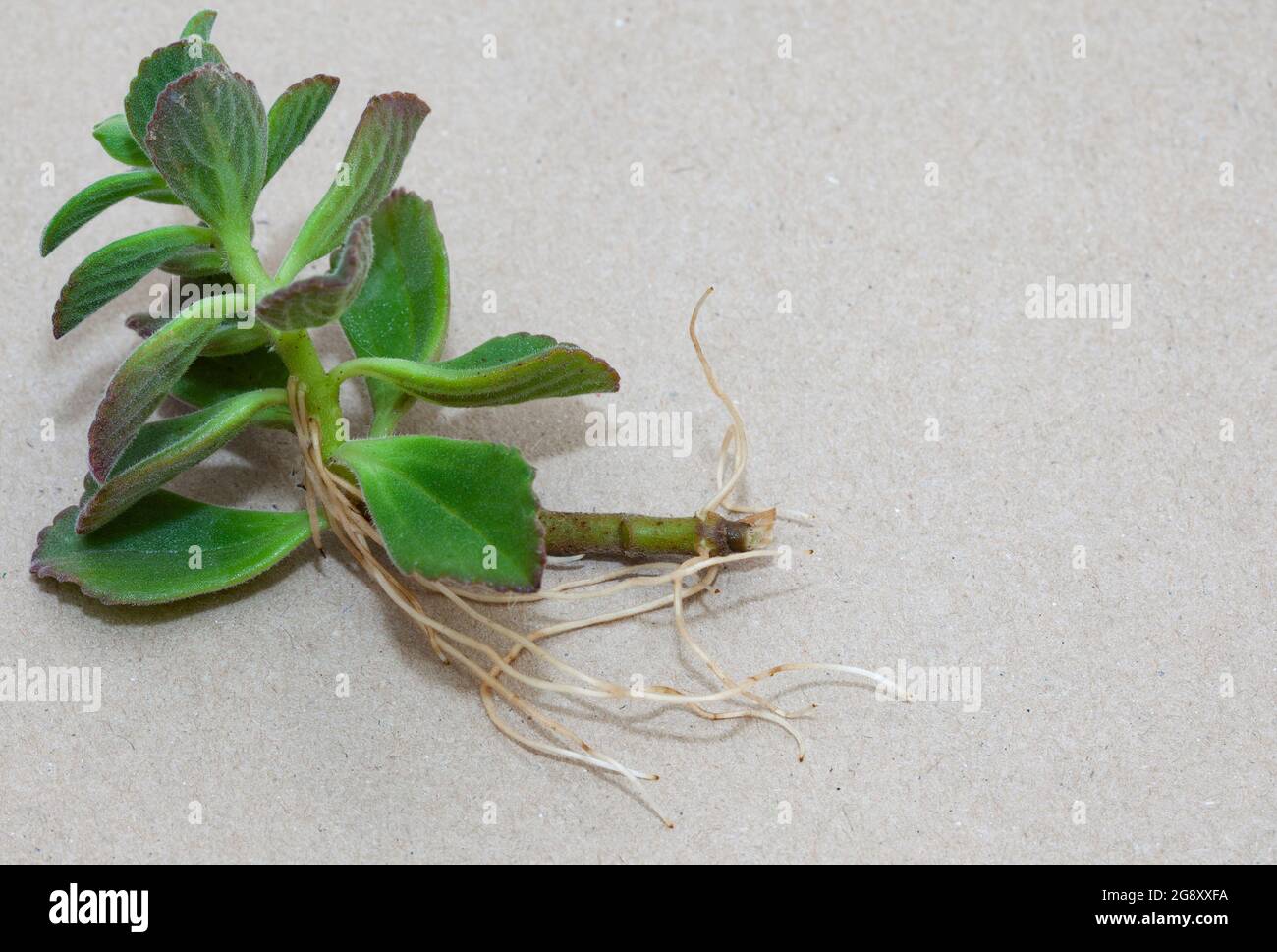 Propagation rooting hi-res stock photography and images - Alamy