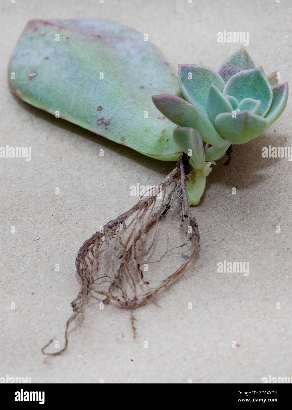 succulents rooting and propagating from leaves Stock Photo - Alamy