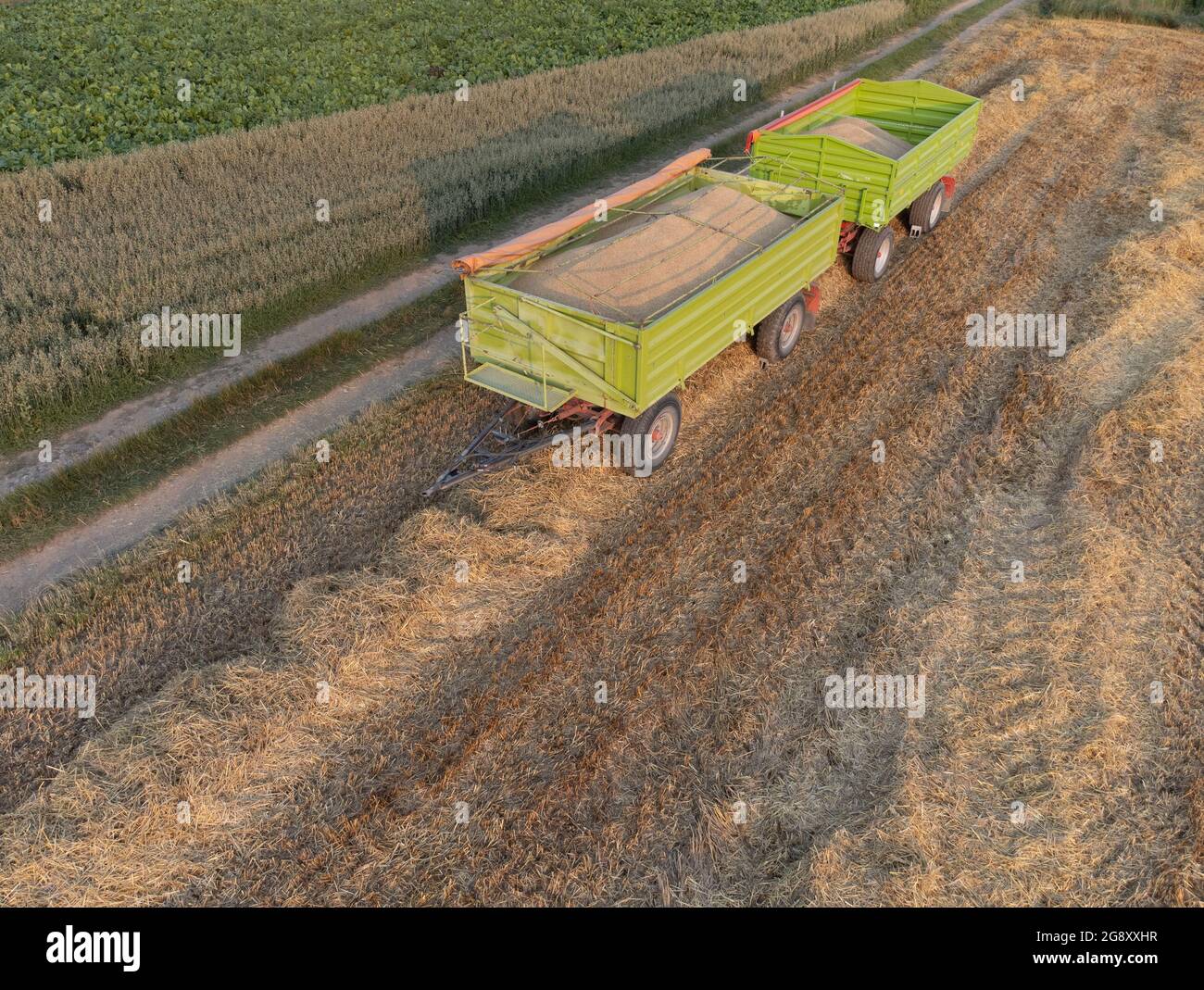 Trailer with grain in agriculture Stock Photo - Alamy