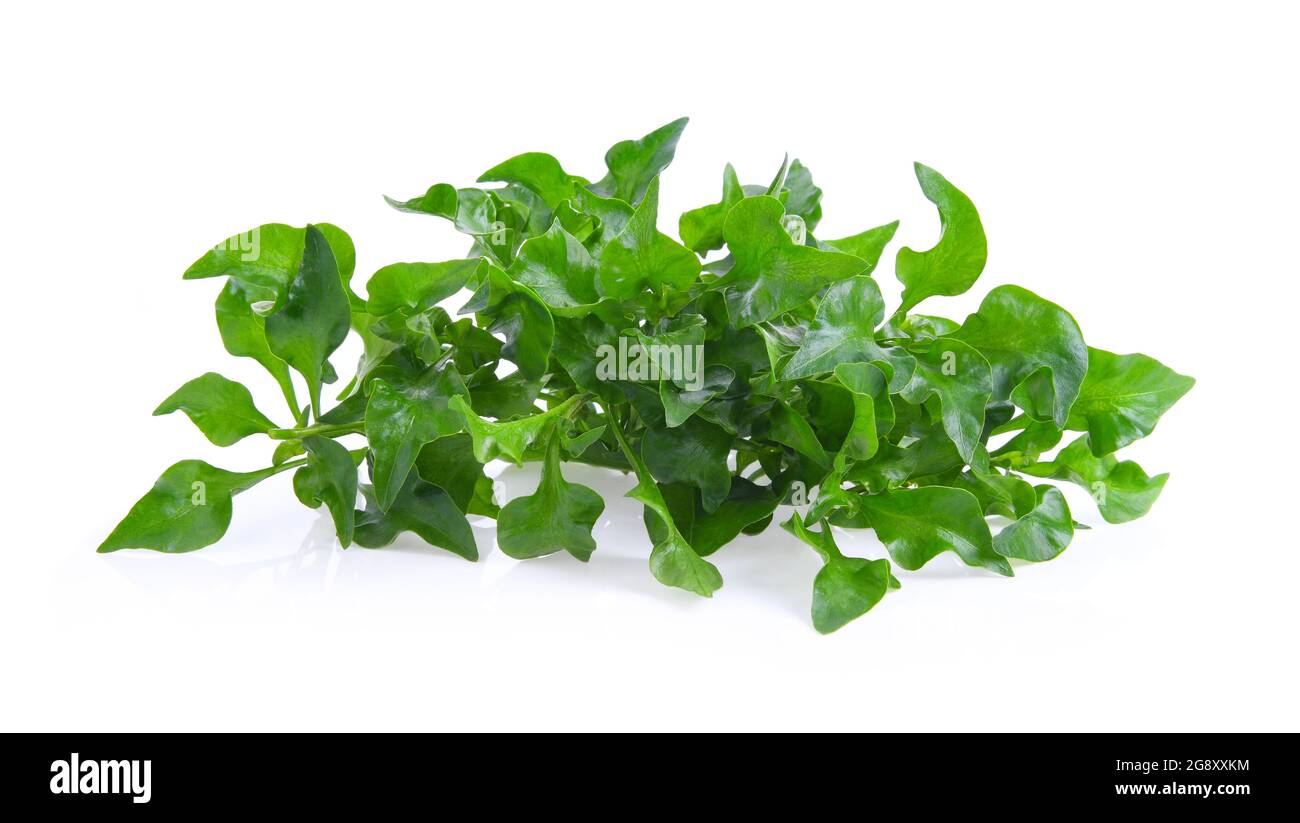 Watercress white background Cut Out Stock Images & Pictures - Alamy