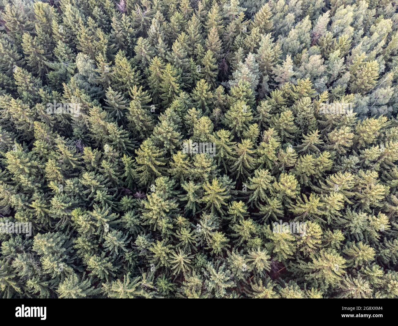 Green conifers from above background Stock Photo - Alamy