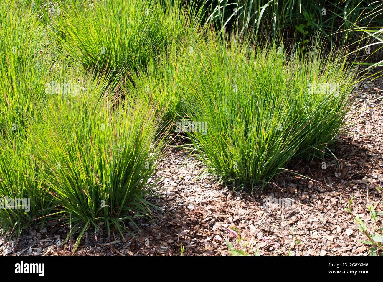 Miscanthus sinensis chinese silver grass hi-res stock photography and ...