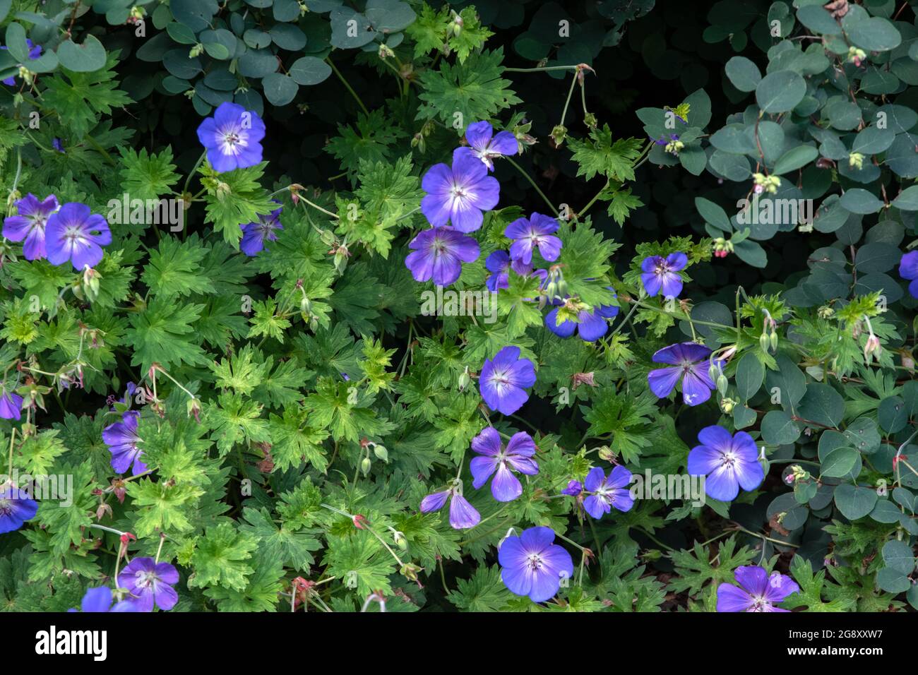 Geranium rozanne hi-res stock photography and images - Alamy