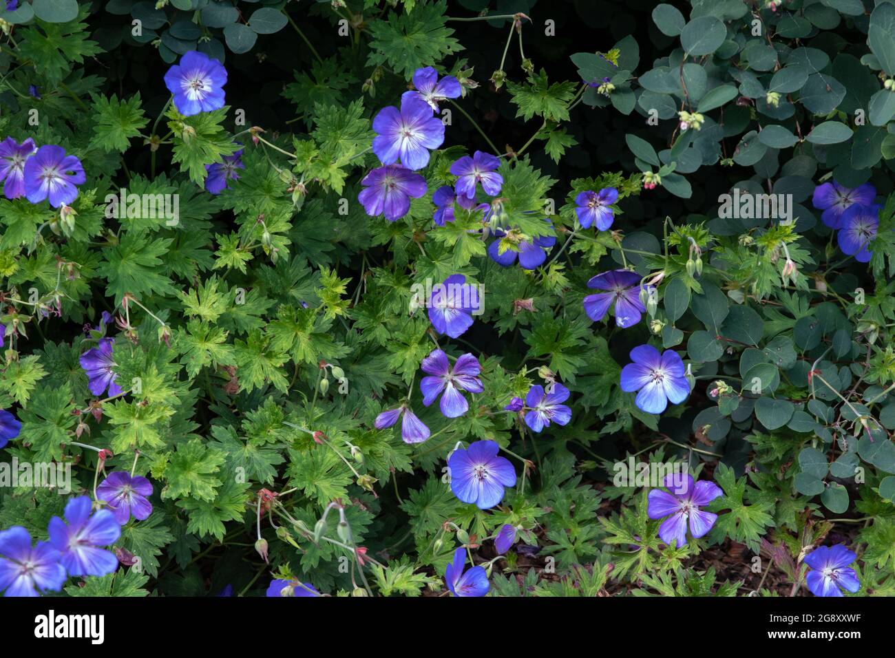 Geranium rozanne flower hi-res stock photography and images - Alamy