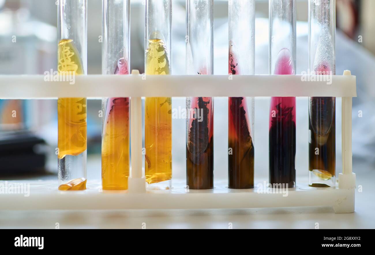 Test tube in holder with Kligler agar medium suspected to salmonella ...