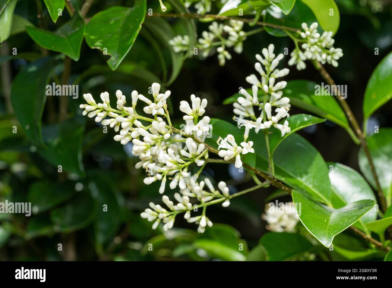 Ligustrum japonicum hi-res stock photography and images - Alamy