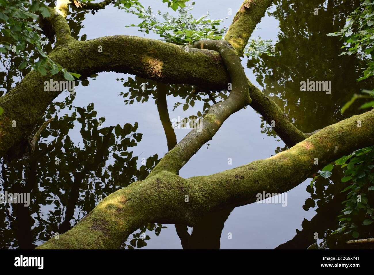 weird trees in the water Stock Photo - Alamy