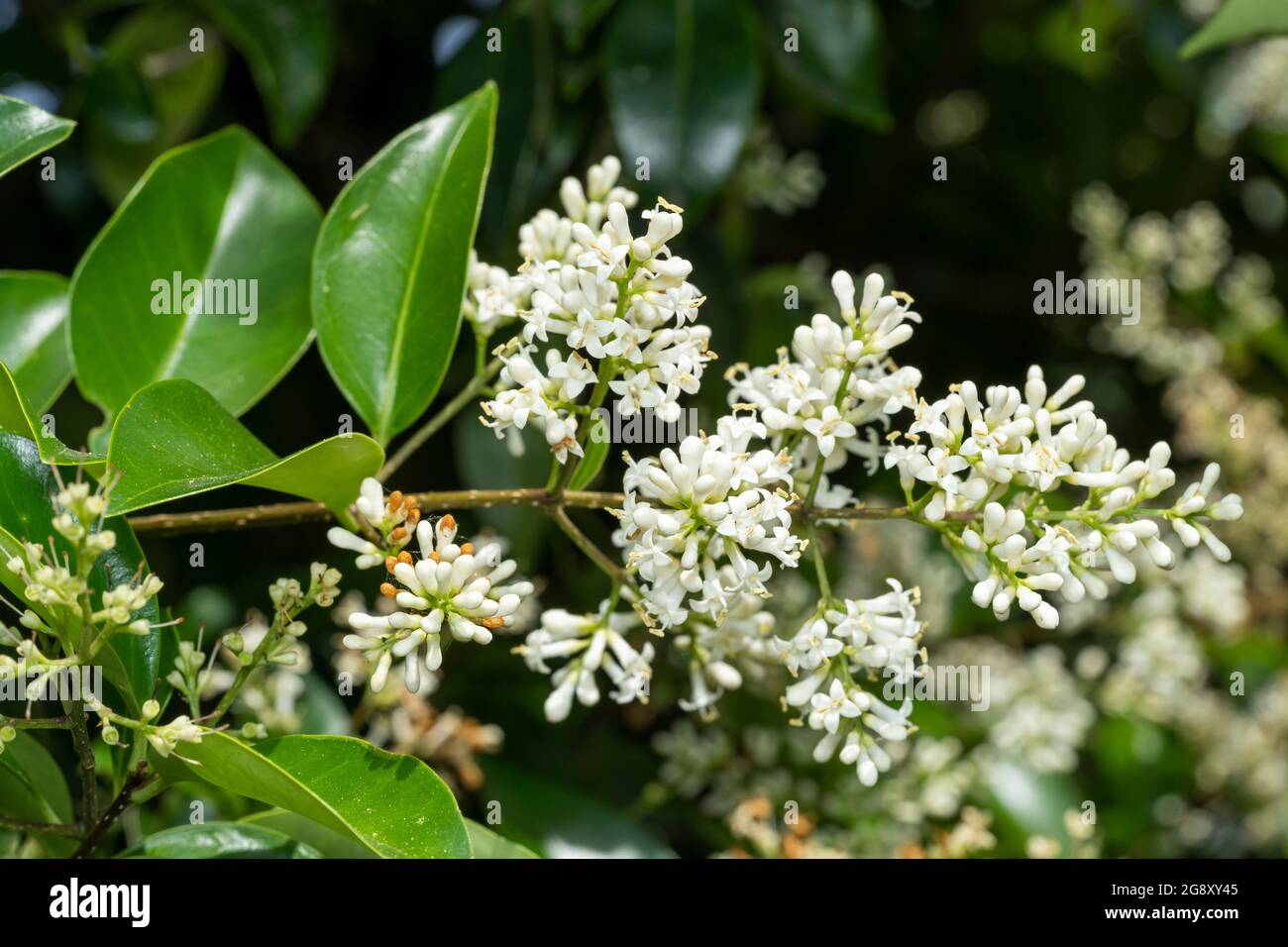 Ligustrum japonicum hi-res stock photography and images - Alamy