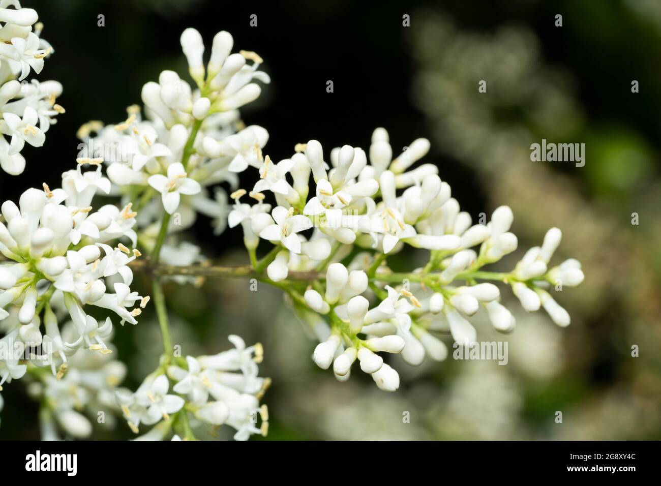 Japanese privet (Ligustrum japonicum), Isehara City, Kanagawa ...