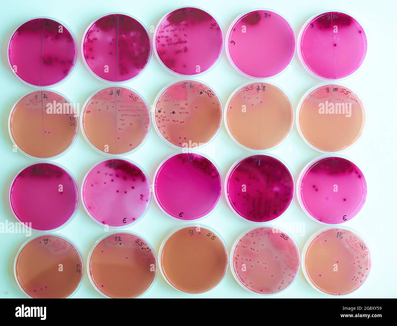 Petri dish with selective growth medium colonies of enteric bacteria ...