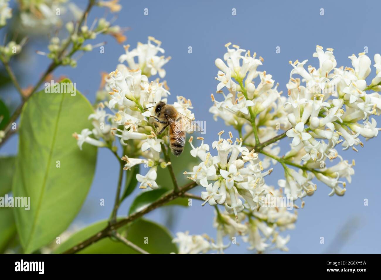 Western honey bee (Apis mellifera) sucking Japanese privet (Ligustrum ...