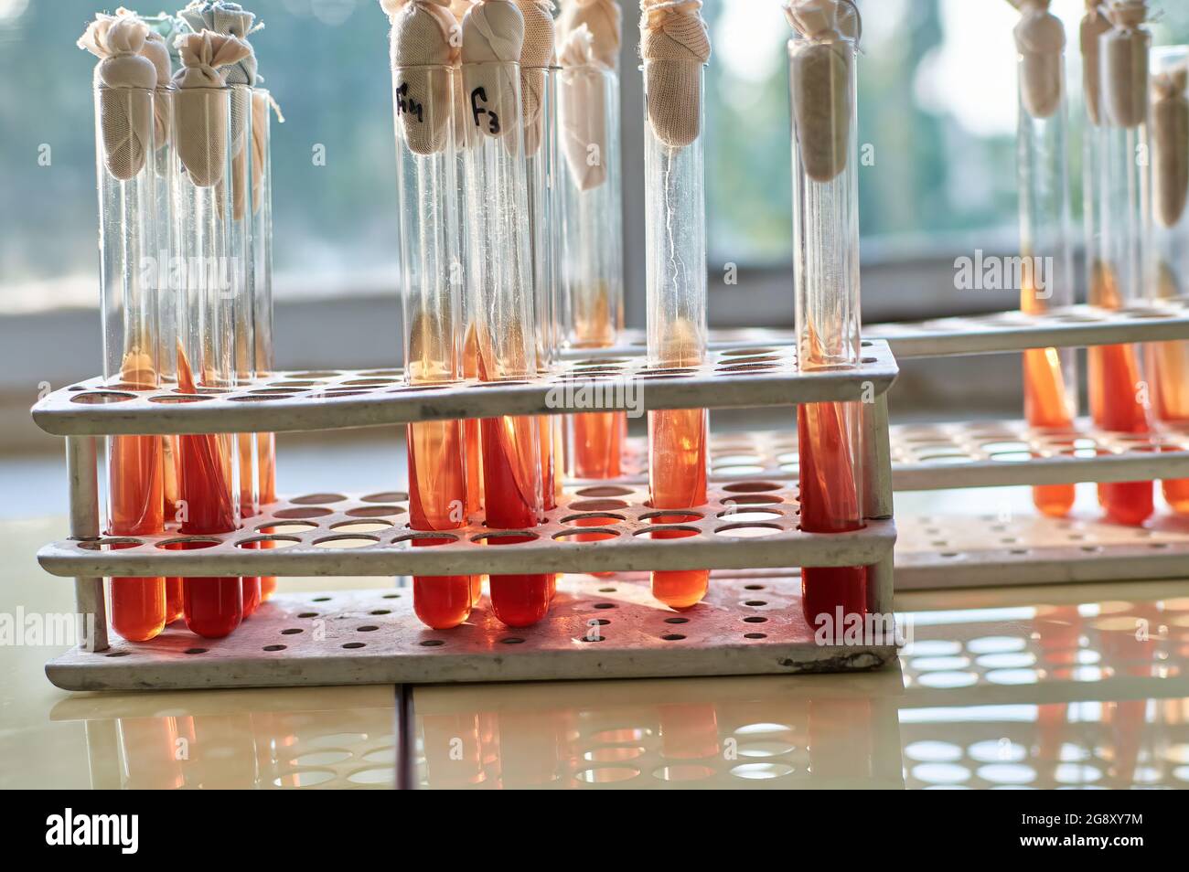 Test tube in holder with Kligler agar medium before bacterial ...