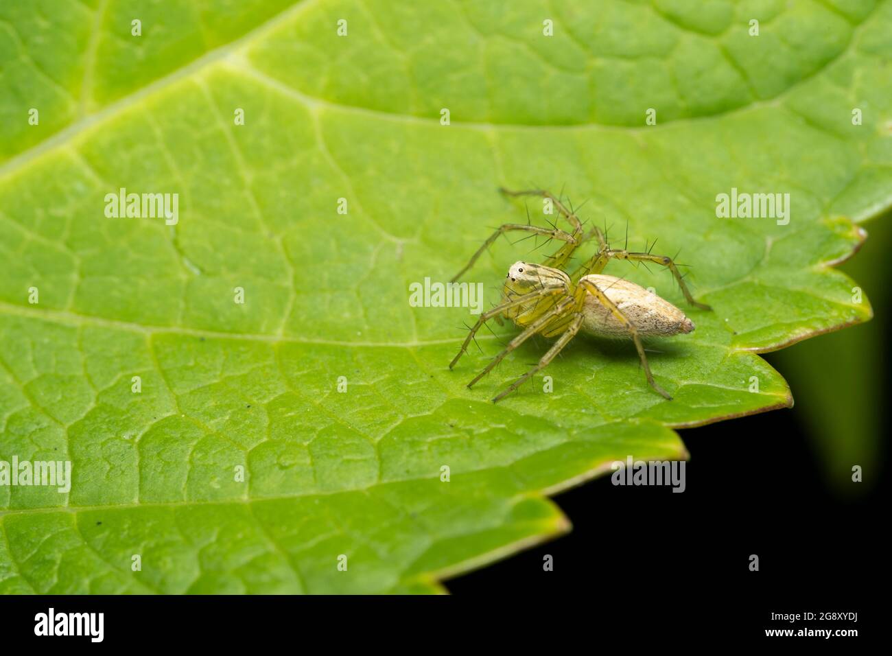 Oxyopes Sertatus High Resolution Stock Photography and Images - Alamy