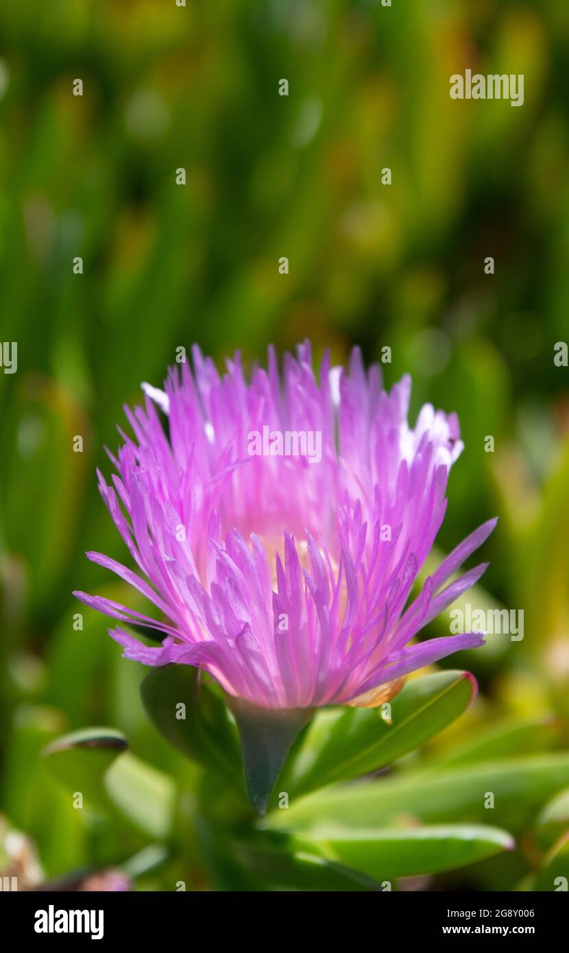 Carpobrotus rossii flower hi-res stock photography and images - Alamy
