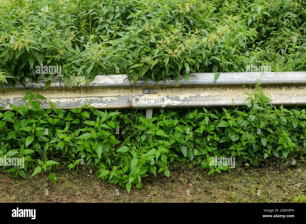 Old guardrail or crash barrier overgrown with green stinging nettles at ...