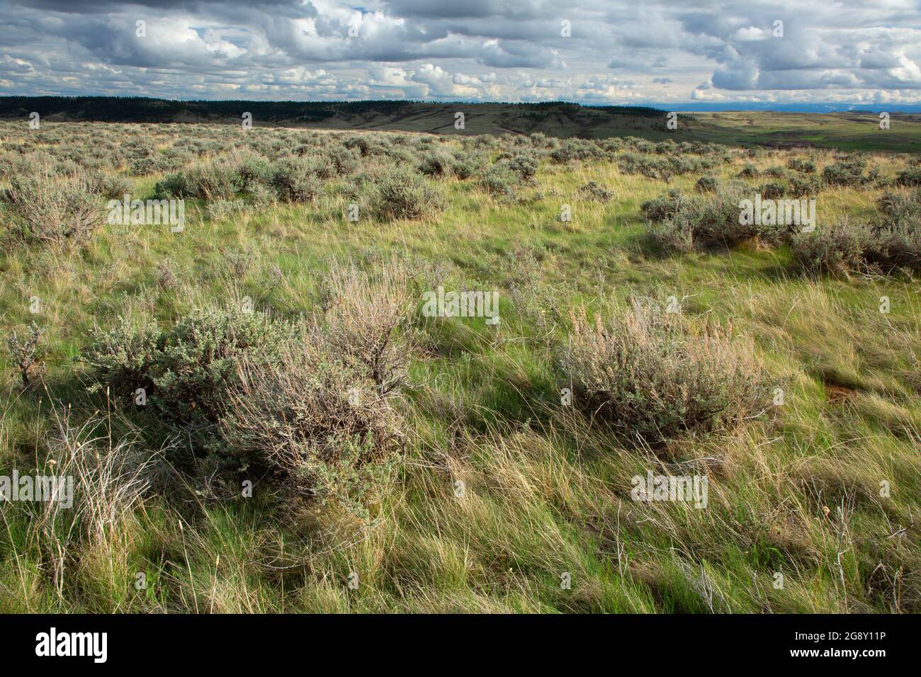 Battle of the rosebud hi-res stock photography and images - Alamy