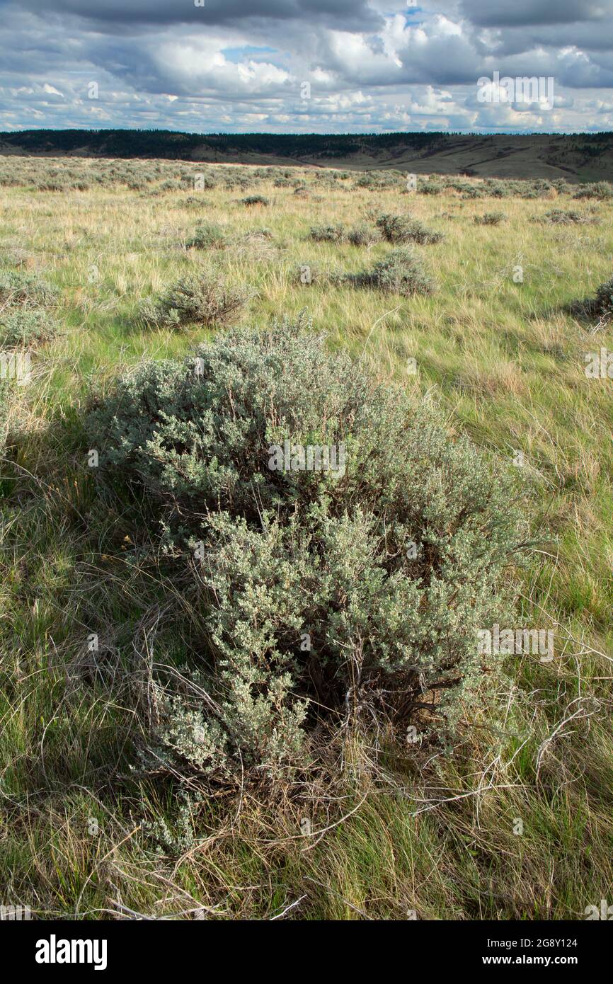 Sagebrush State High Resolution Stock Photography and Images - Alamy