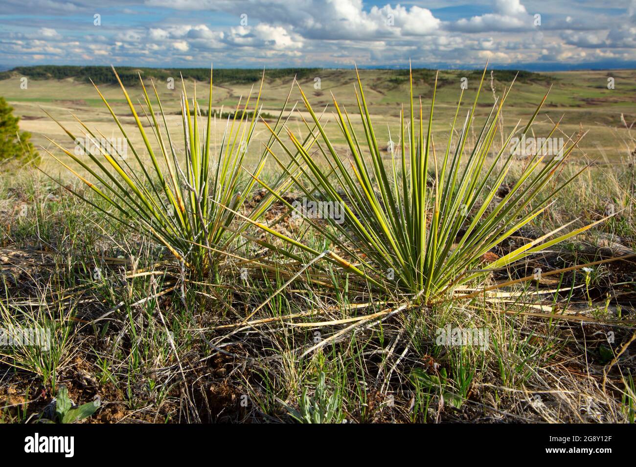 Yucca grassland, Rosebud Battlefield State Park, Montana Stock Photo ...