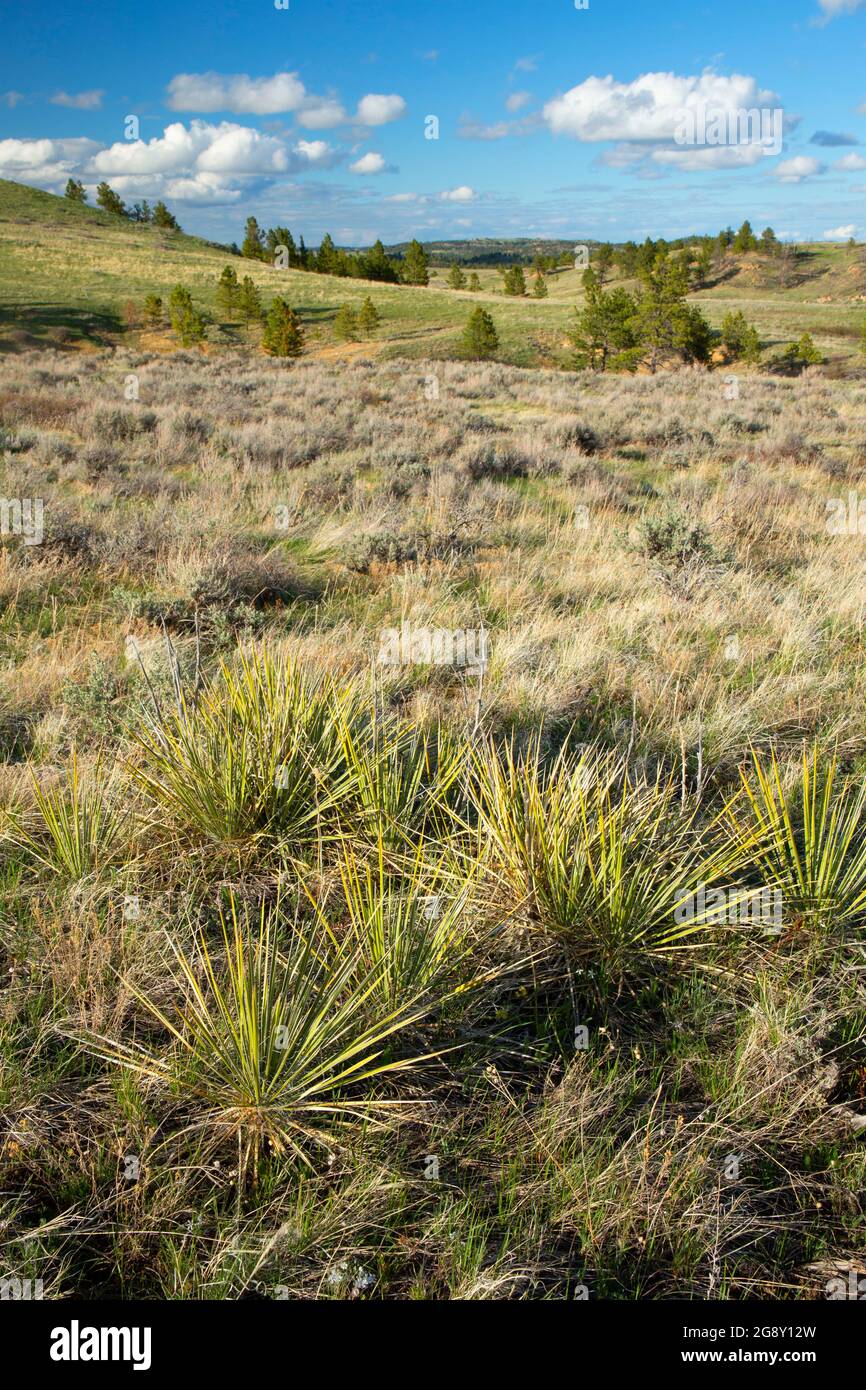 Yucca grassland, Rosebud Battlefield State Park, Montana Stock Photo ...