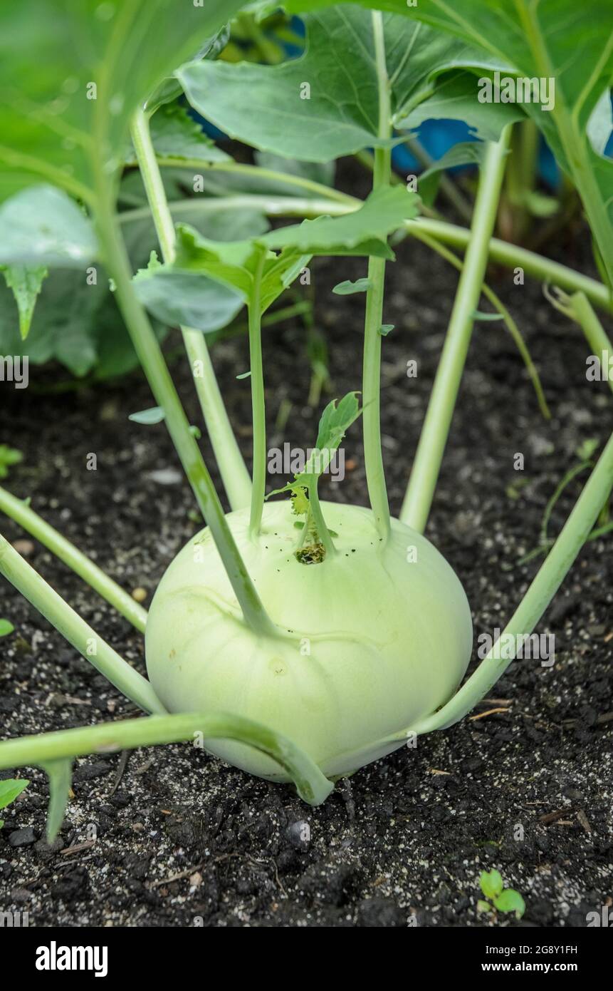 Young turnip hi-res stock photography and images - Alamy