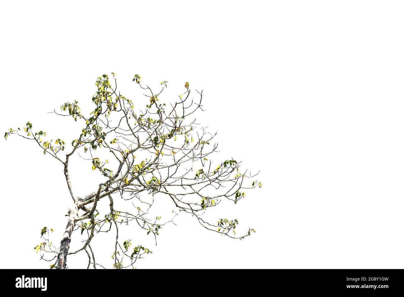 Beautiful tree with green leaves isolated on white background , blank ...