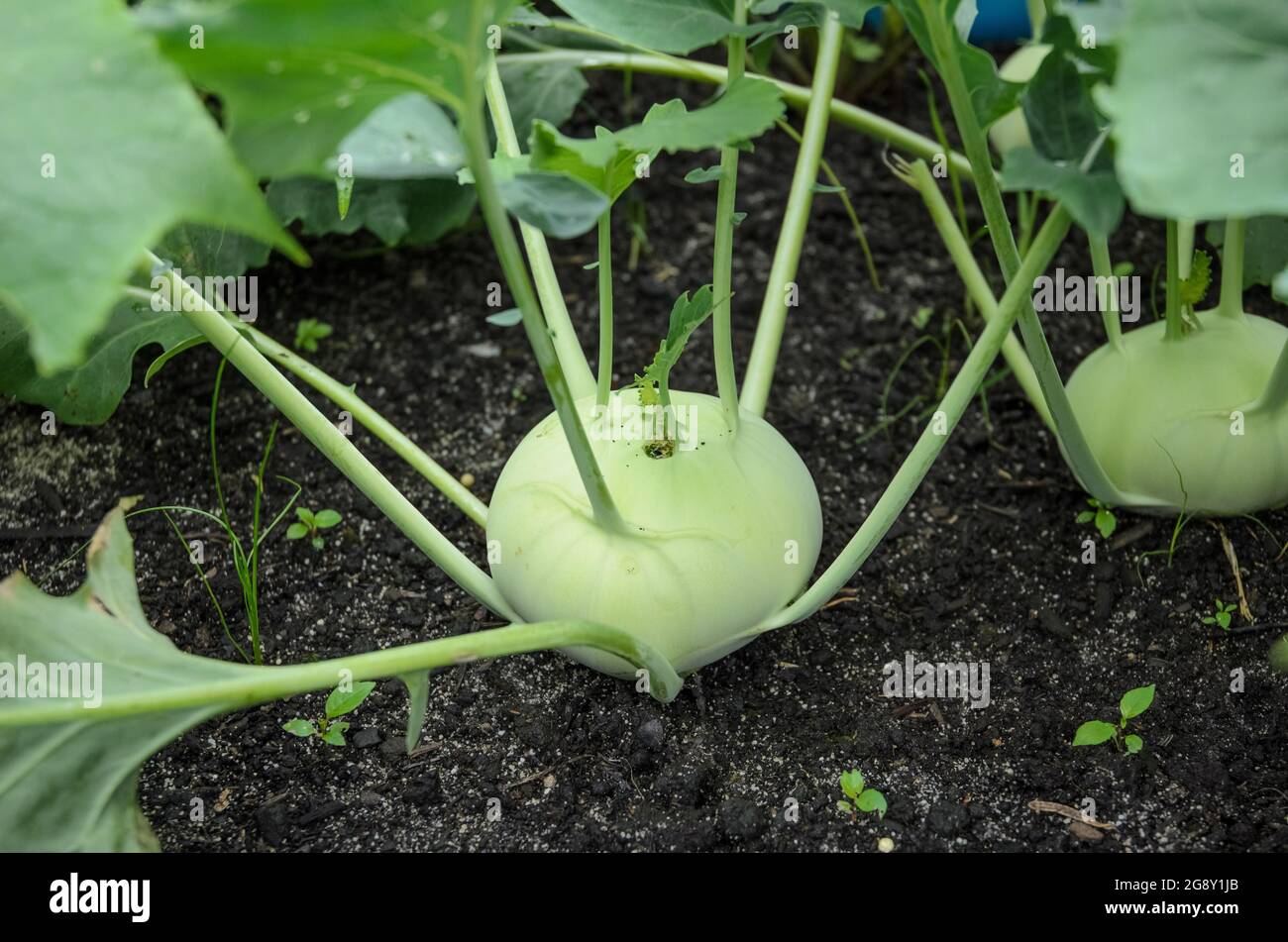 Young turnip hi-res stock photography and images - Alamy