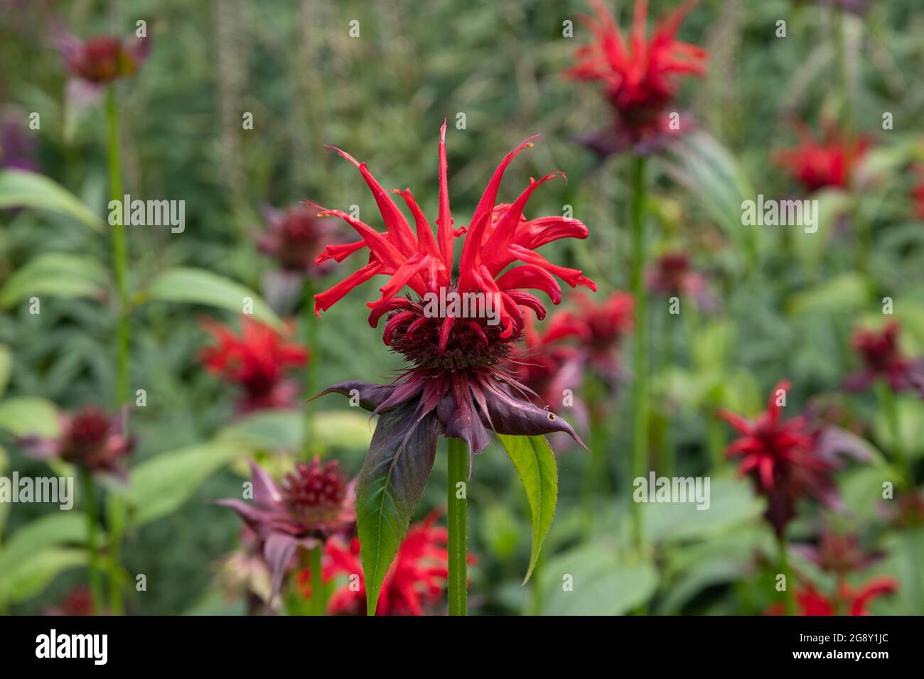Monarda 'Gardenview Scarlet' Stock Photo - Alamy