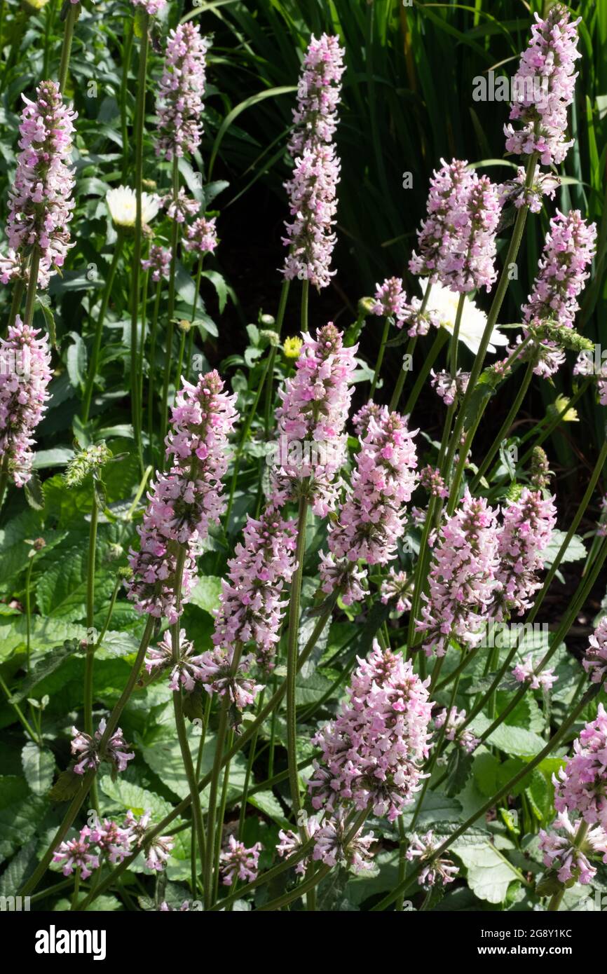 Crush crush hi-res stock photography and images - Alamy