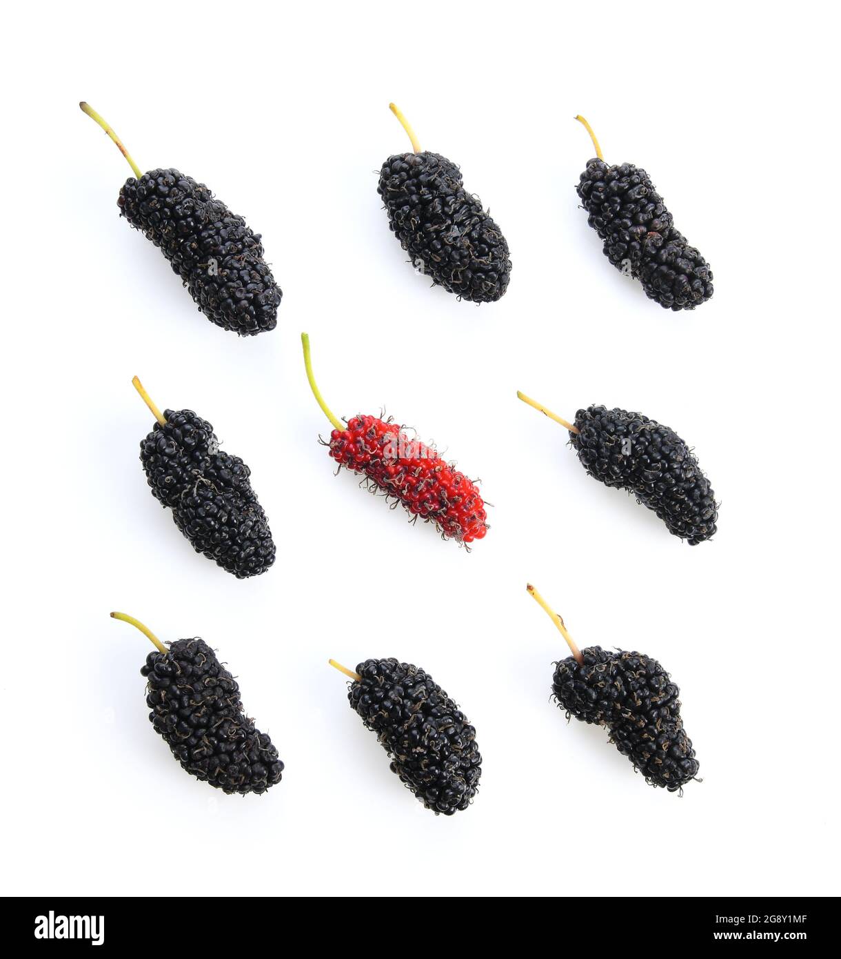 Mulberry berry isolated on white background Stock Photo - Alamy