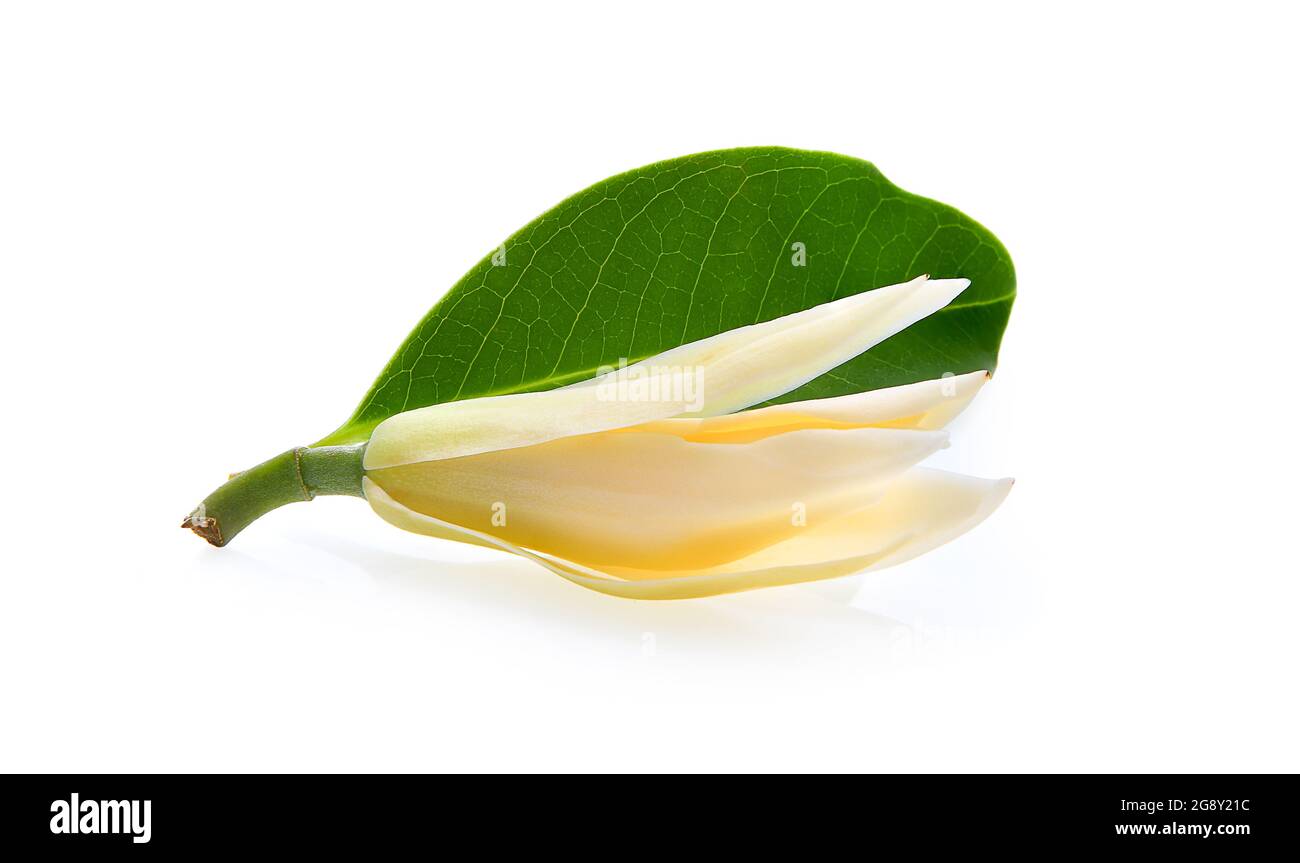 White Champaka isolated on white background Stock Photo - Alamy