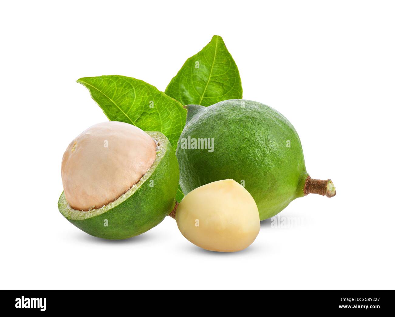 macadamia nuts with leaf isolated on white background Stock Photo - Alamy