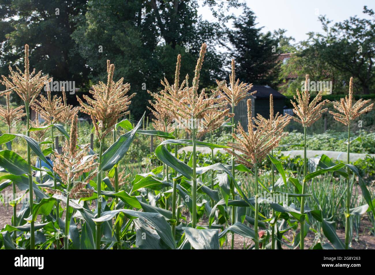 Sweetcorn plant hi-res stock photography and images - Alamy