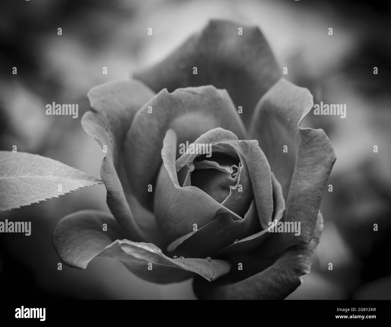 Rose blossom details Black and White Stock Photos & Images - Alamy