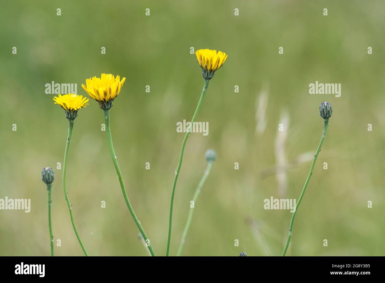 Wild flora, flowers in spring in the Pampas landscape, La Pampa ...