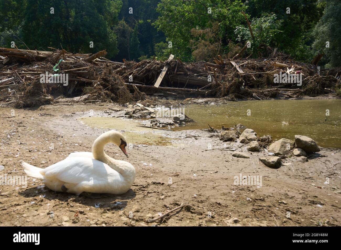 Sinzig, Germany. 23rd July, 2021. A swan has reclaimed its territory in ...