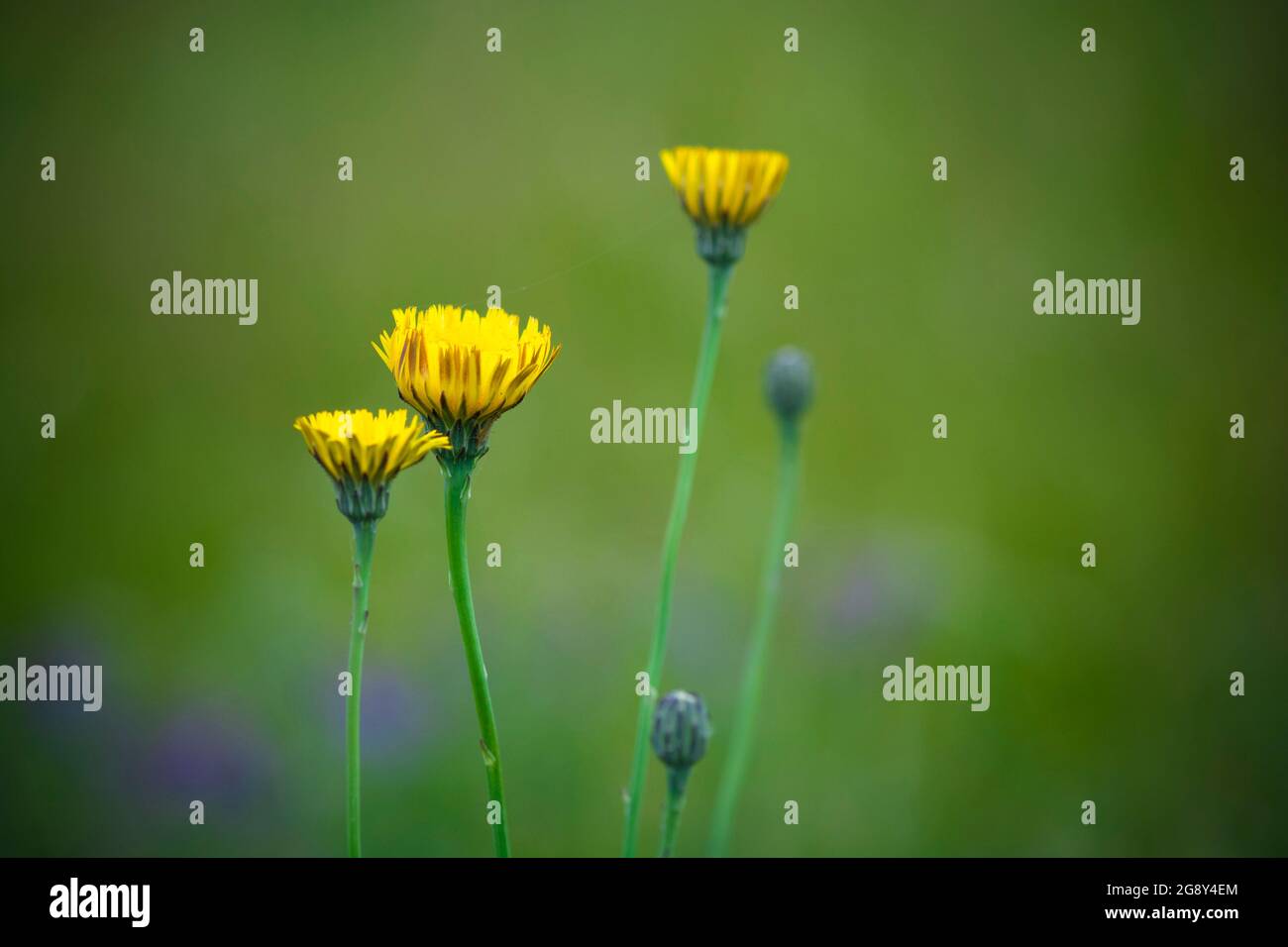 Wild flora, flowers in spring in the Pampas landscape, La Pampa ...