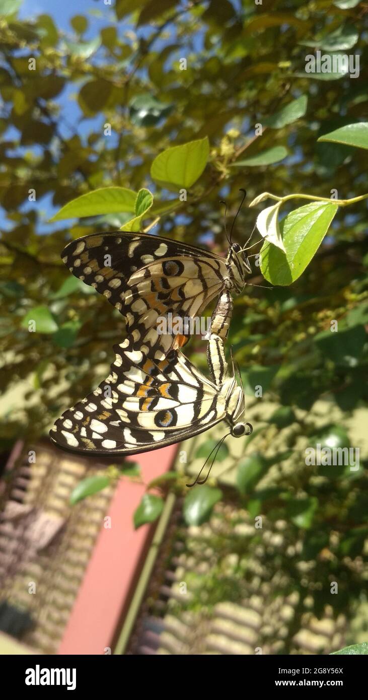 Nice butterflies on a green leaf Stock Photo - Alamy