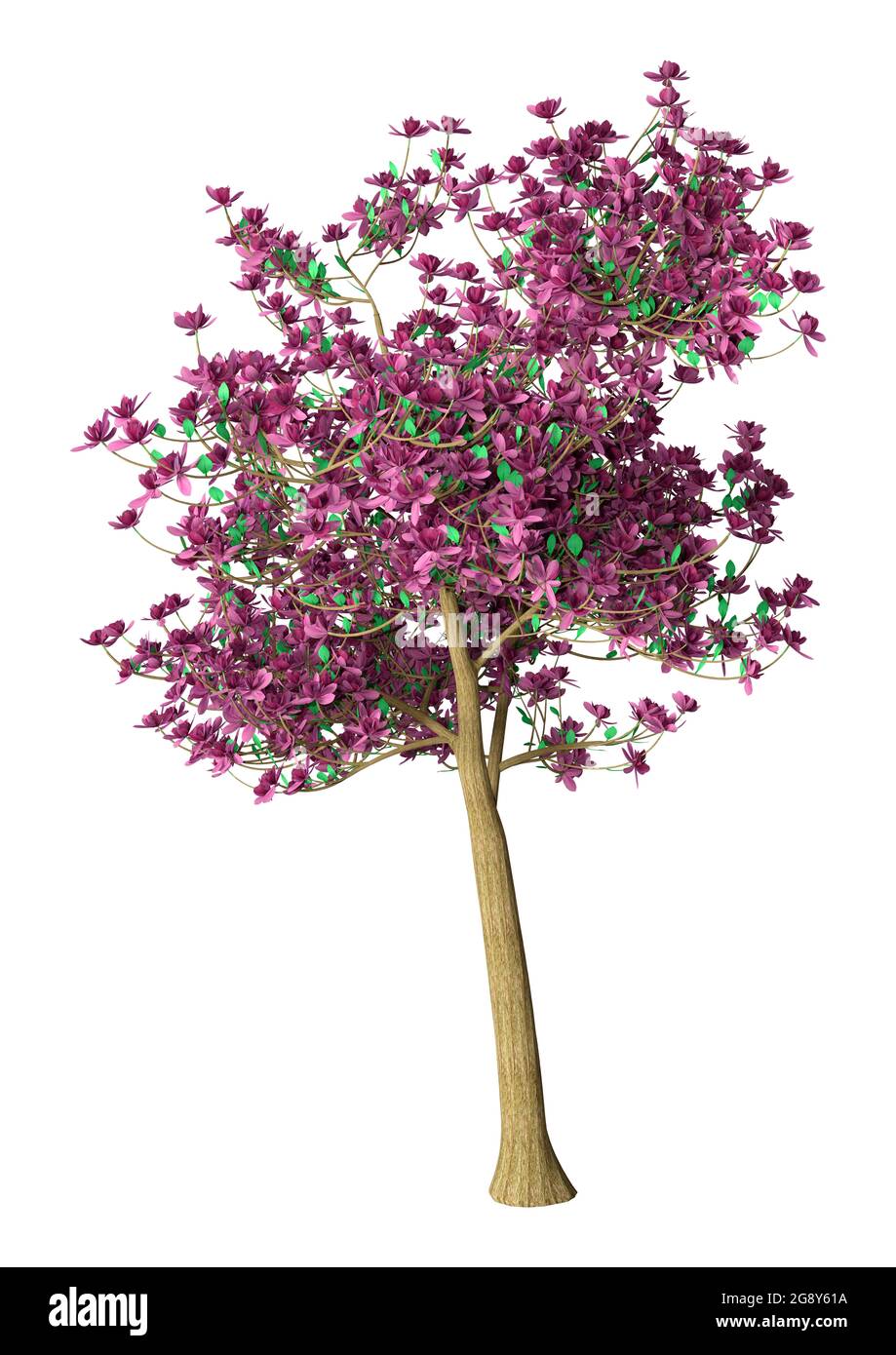 3D rendering of a blooming magnolia tree isolated on white background ...