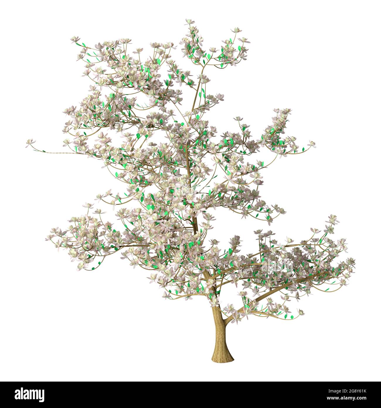 3D rendering of a blooming magnolia tree isolated on white background ...