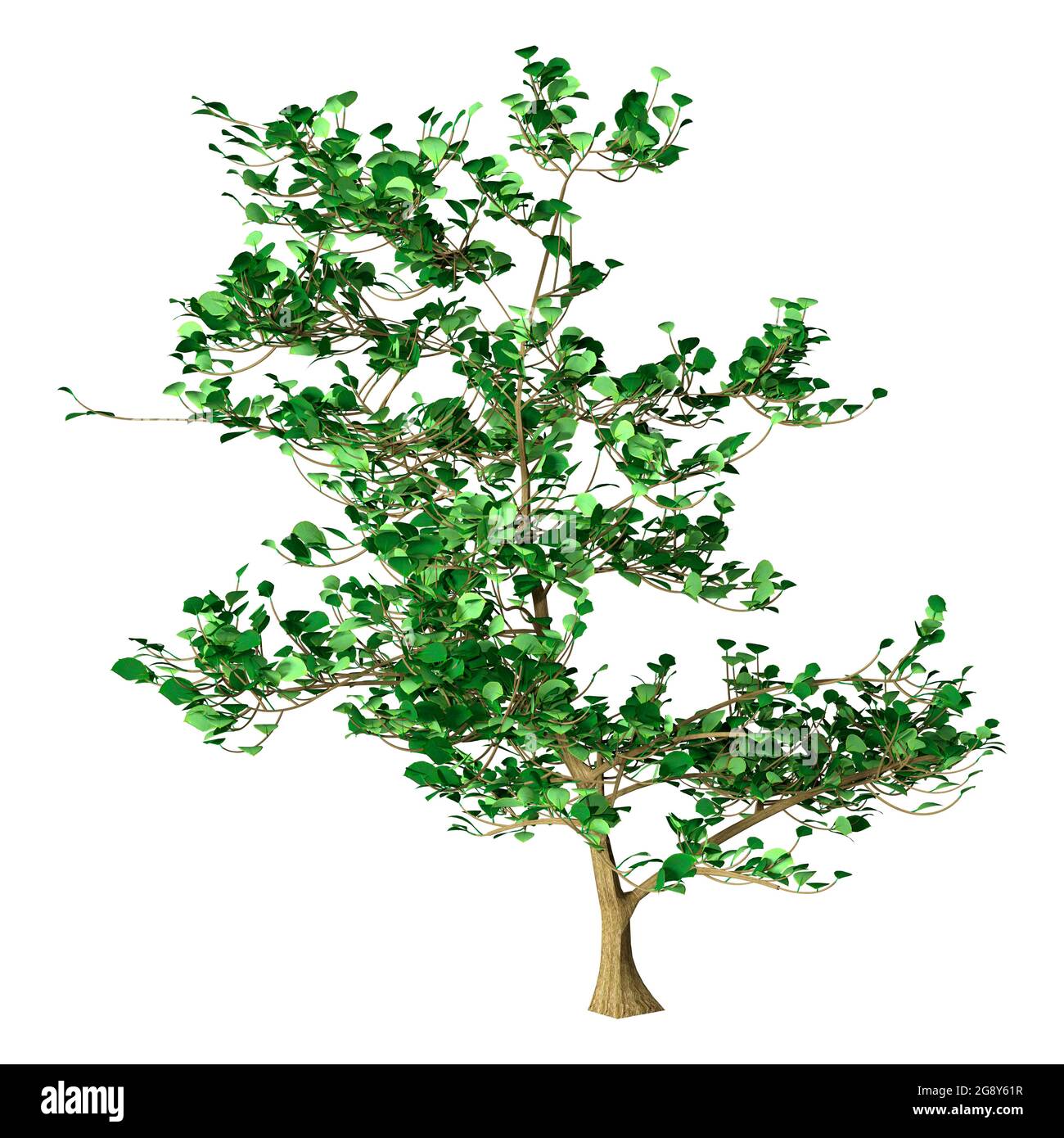 3D rendering of a green magnolia tree isolated on white background ...