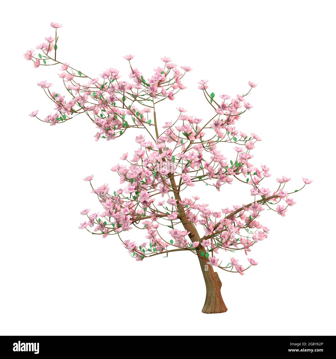 3D rendering of a blooming magnolia tree isolated on white background ...