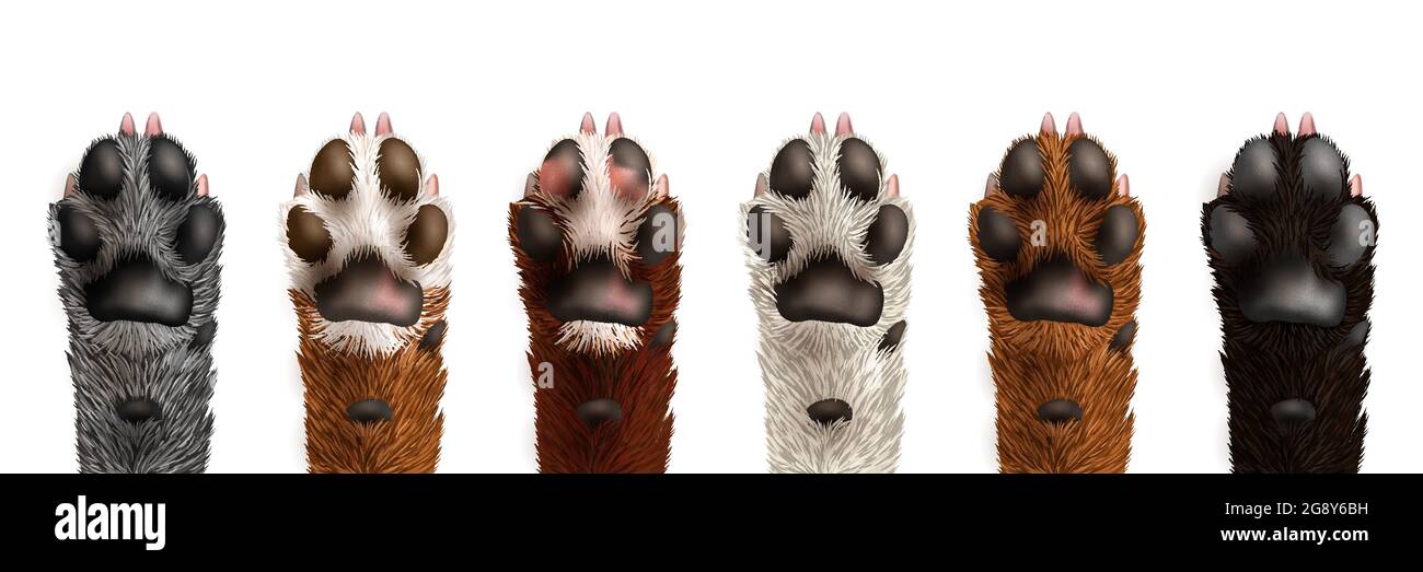 Grey Paws Stock Vector Images - Alamy