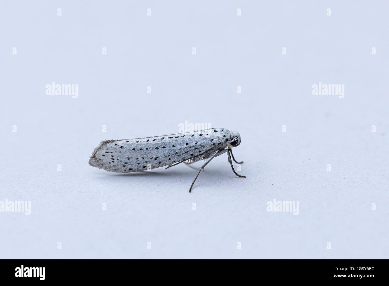 Cherry moth hi-res stock photography and images - Alamy